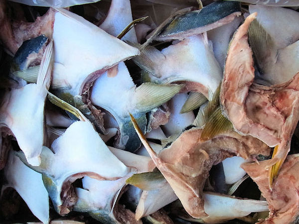 burikama-2 | 鹿児島の格安国産、輸入冷凍魚介類卸売業者【エーアンドエフ有限会社】