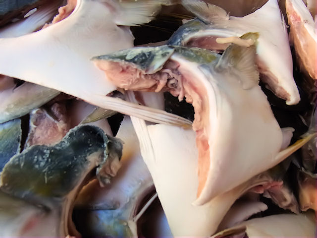 burikama | 鹿児島の格安国産、輸入冷凍魚介類卸売業者【エーアンドエフ有限会社】